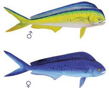 C’est la saison des Lampuki ! – MALTE et LA VALETTE